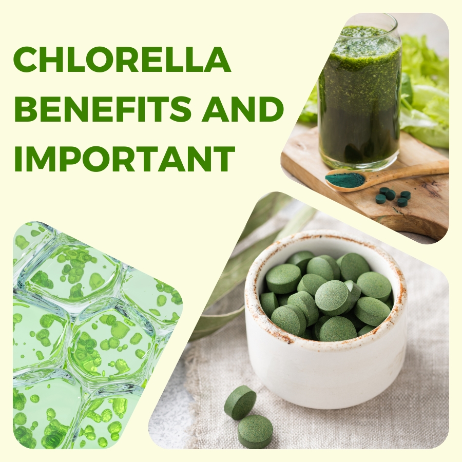 Chlorella Benefits For Thyroid at Barbara Moser blog