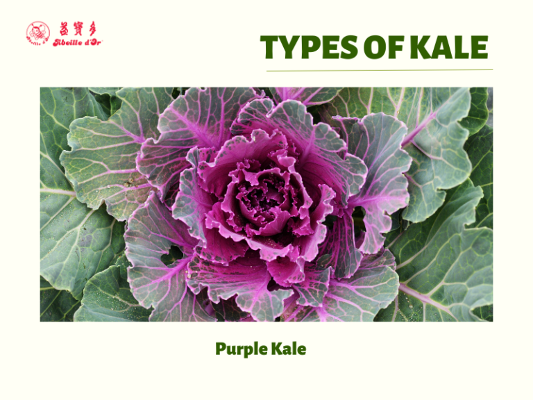 Kale Benefits and Everything You Need To Know | Abeille D'or