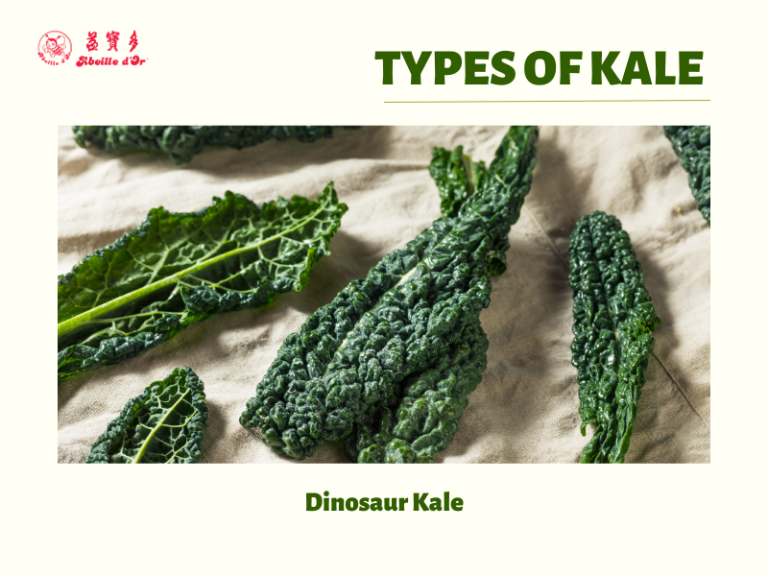 Kale Benefits and Everything You Need To Know | Abeille D'or