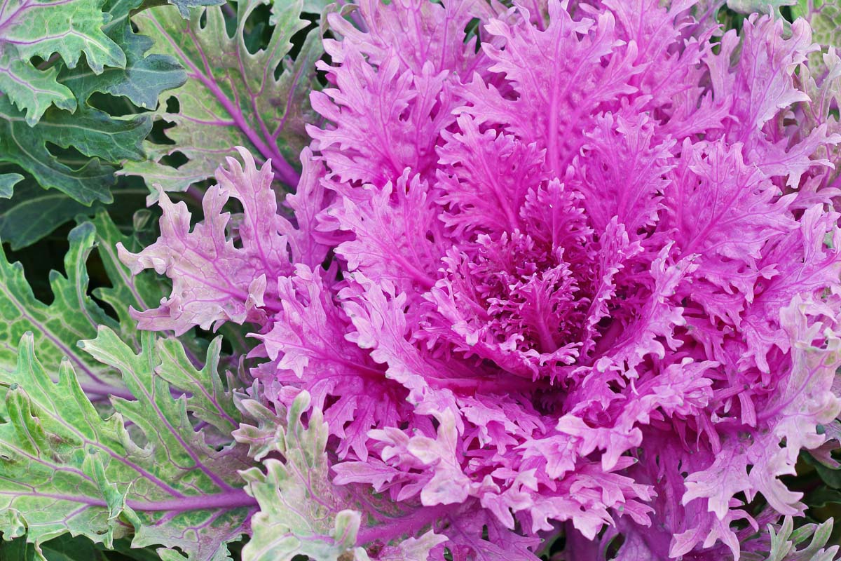 Some Common Types Of Kale That You Must Try | Abeille D’or