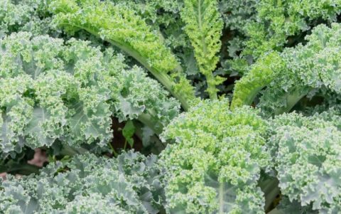 Some Common Types Of Kale That You Must Try | Abeille D’or