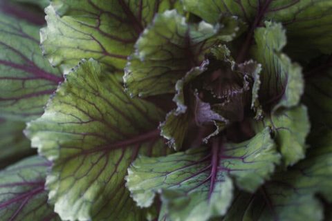 Some Common Types Of Kale That You Must Try | Abeille D’or